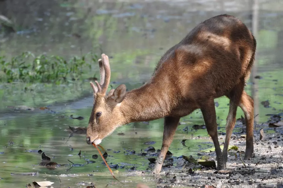 The Kulya deer mainly feeds on herbaceous plants