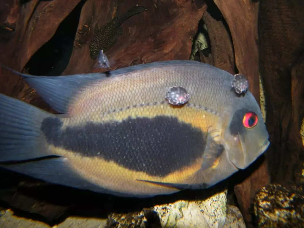 Waru heeft een groot aquarium nodig.