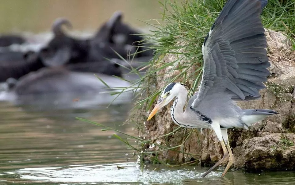 Earst wie gjin slang sichtber, en mar in reiger sloech de lens.