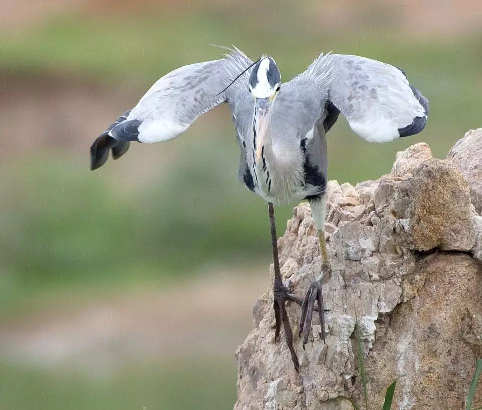 Nei't er klear wie mei de fisk, fleach de reiger, as wie der neat bard, nei hûs.