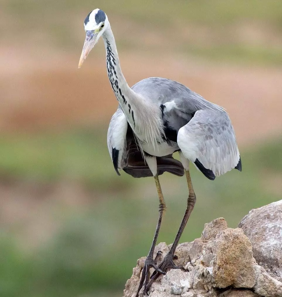 Ang panihapon dili kaayo nakatagbaw, ug ang heron nakahukom nga mangisda pa.