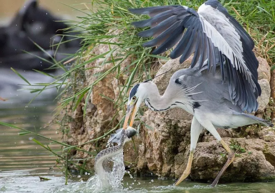 It is net bekend hoe ferrast de reiger wie om in slang te finen op 'e fongen fisk, mar de fotograaf wie geschokt.