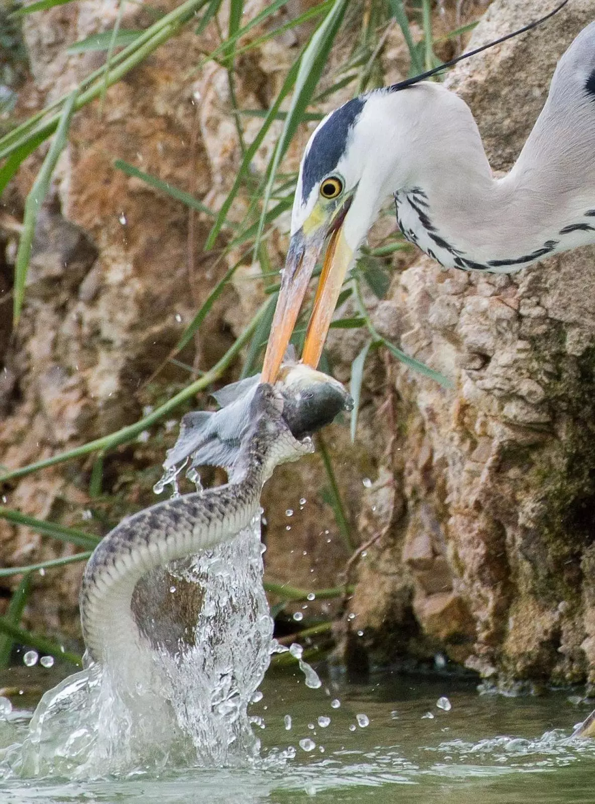 De slang liet syn proai net fuortendaliks oer oan de reiger.