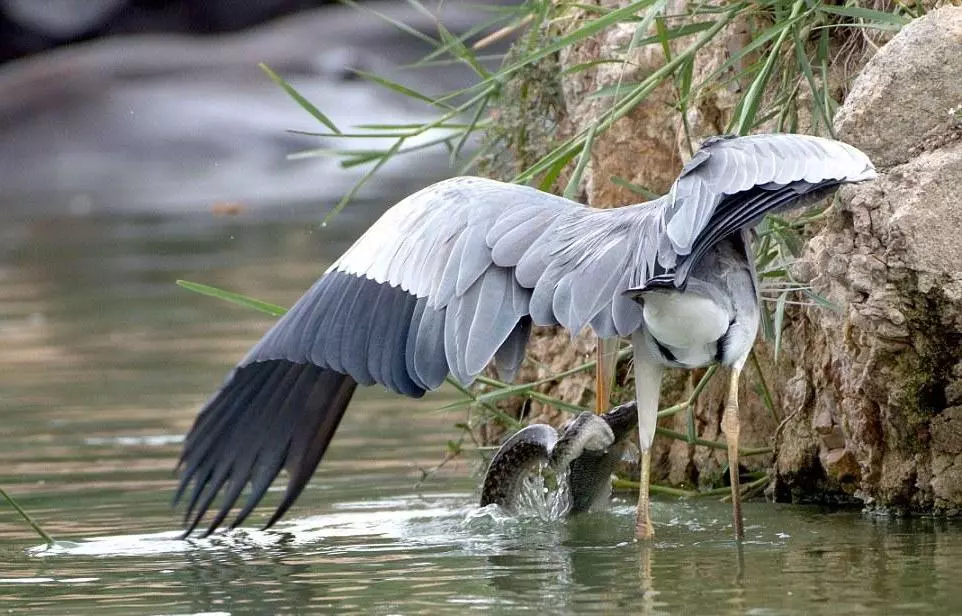 De oanwêzigens fan in slang hat de reiger net bang makke, om't slangen diel binne fan it natuerlike dieet fan dizze fûgels.