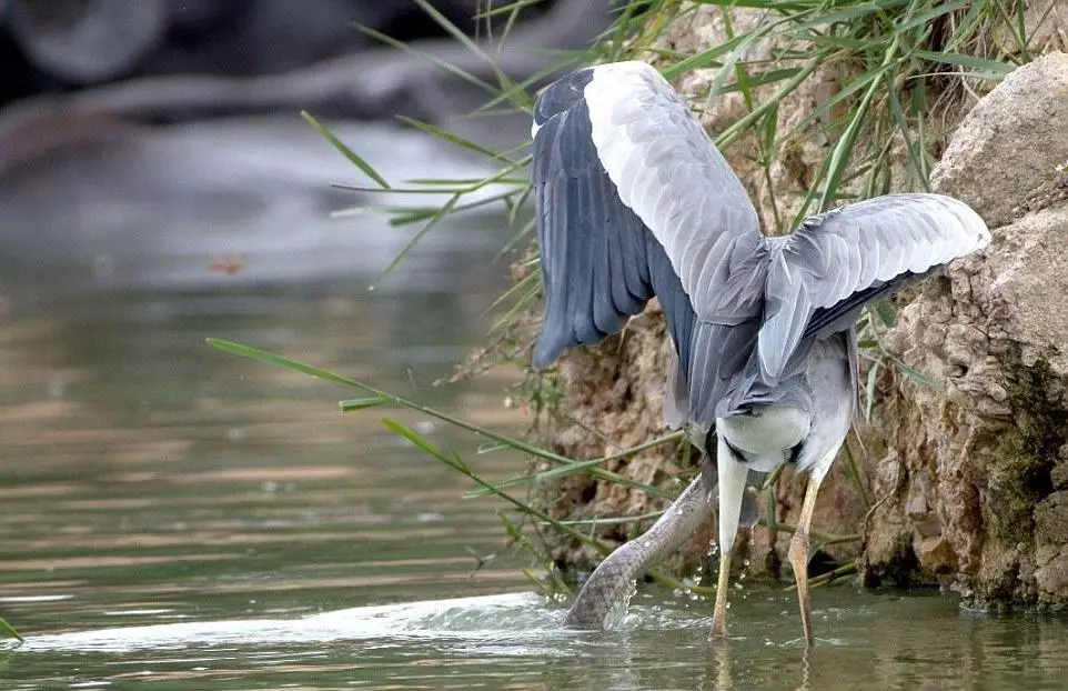 De reiger is te grut in fûgel foar in slang yn it wetter om te wjerstean.