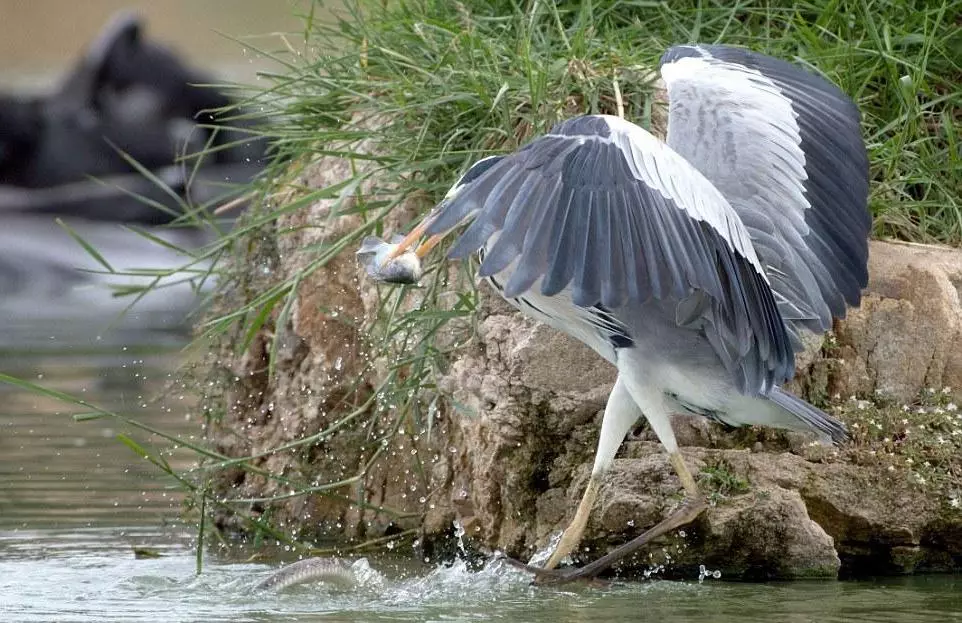 Uteinlik gie de fisk nei de reiger.