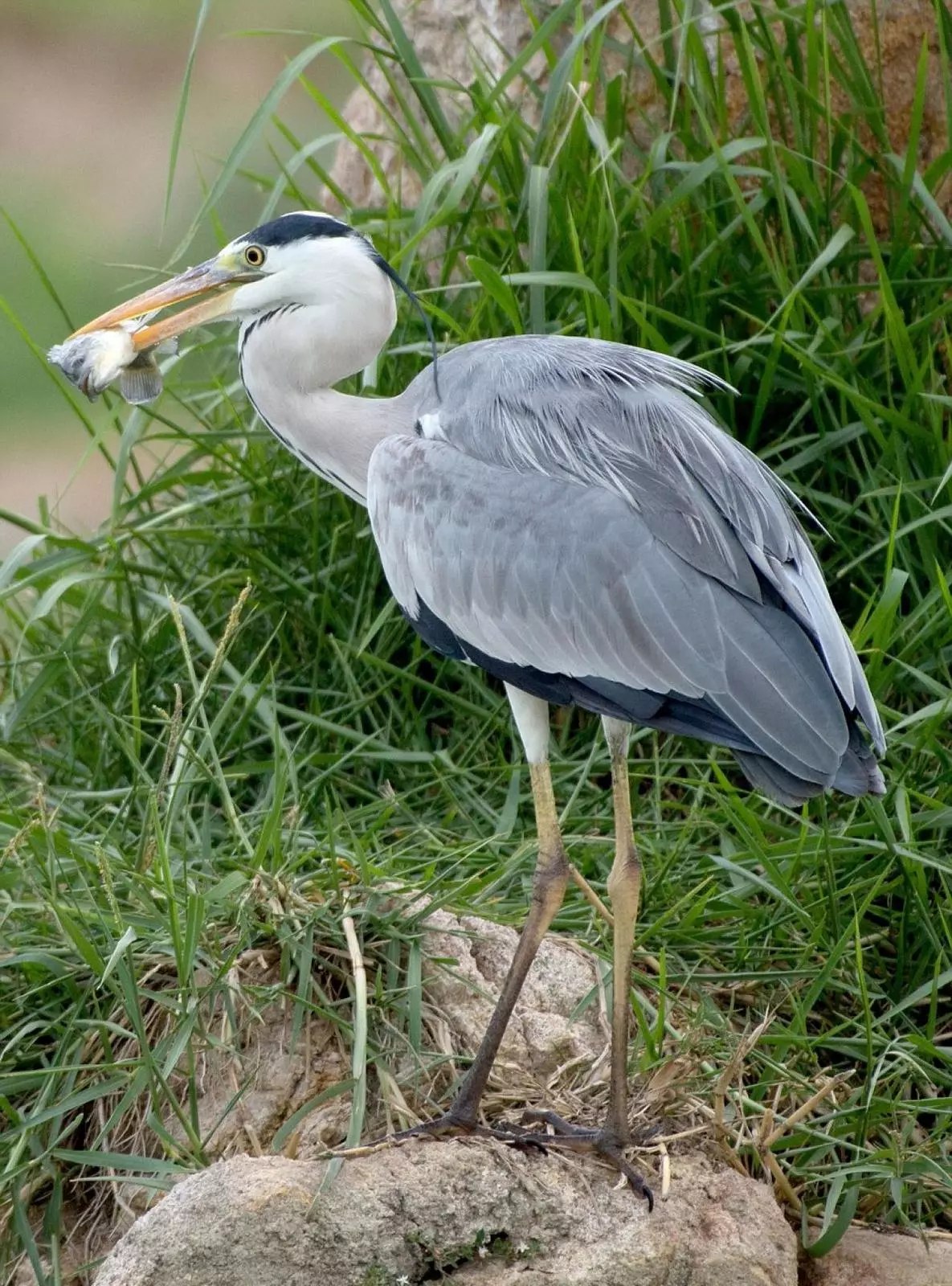 Nei't se it slangemiel letterlik út 'e mûle fan it reptilen helle, gie de reiger mei de fisk op' e stien te iten.