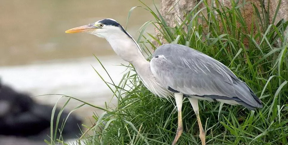 Wala madugay, wala’y nahabilin nga hilisgutan sa hilisgutan sa kontrobersiya tali sa bitin ug heron.