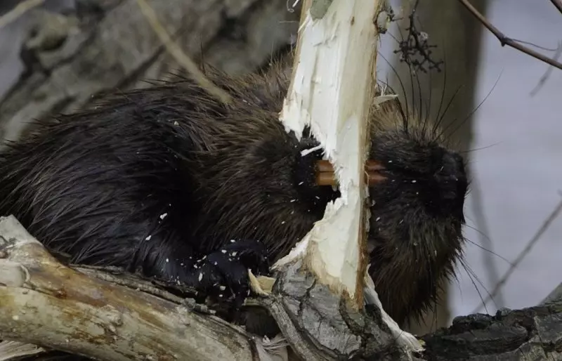 Mpanamboatra tohodrano - Beaver