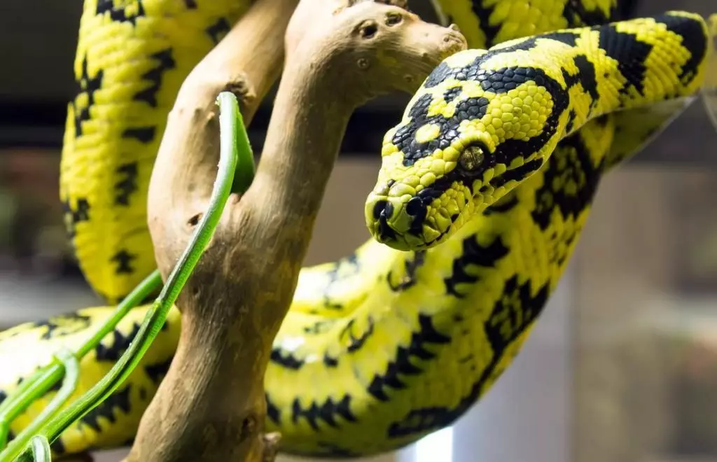 Python rooga (Morelia spilota).