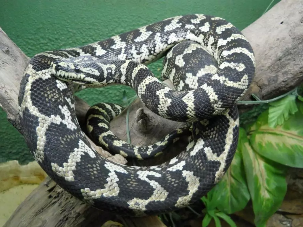 Un conteneur chauffé spacieux est adapté pour garder un tapis python.