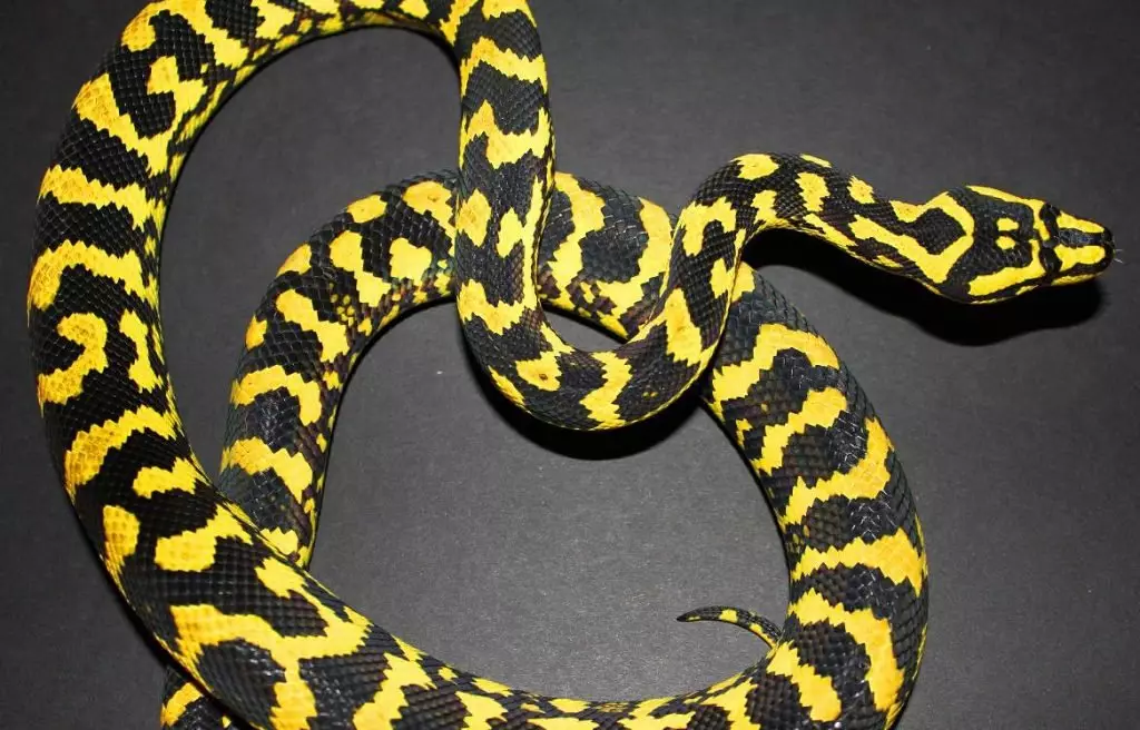 Pythoni i qilimit është një gjarpër që përshtatet shpejt me çdo kusht jetese.