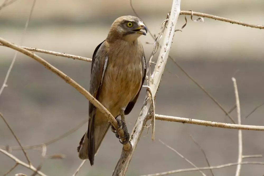 Saldžiavaisis varnalėša (Butastur rufipennis)