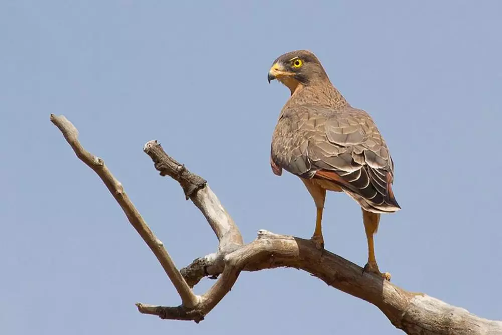 Agba nke plumage dị mma, n'agbanyeghị, ọ dị egwu.