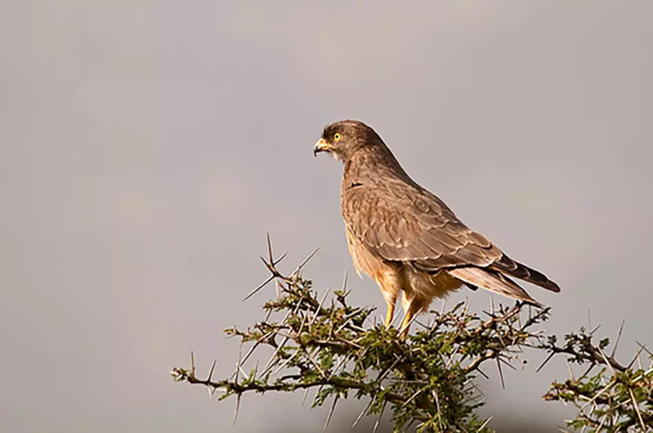 Der Heuschreckenbussard verbreitet sich in Afrika und im tropischen Asien.