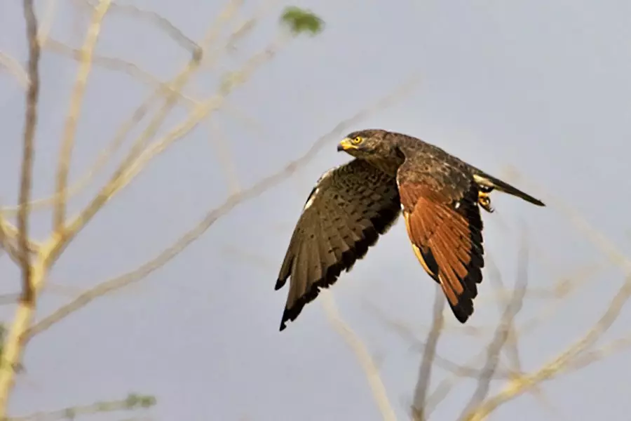 Buzzards wa nzige wanaishi wawili wawili kwa sehemu ya mwaka.