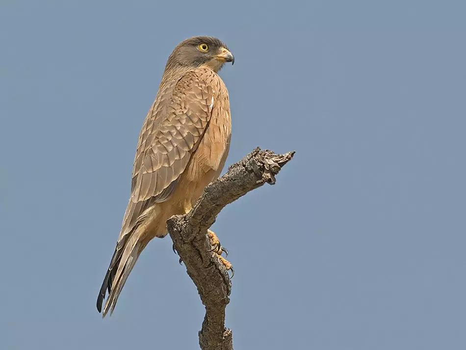 Musim nyarang kanggo buzzards walang diwiwiti ing wulan Maret nganti wulan Agustus.