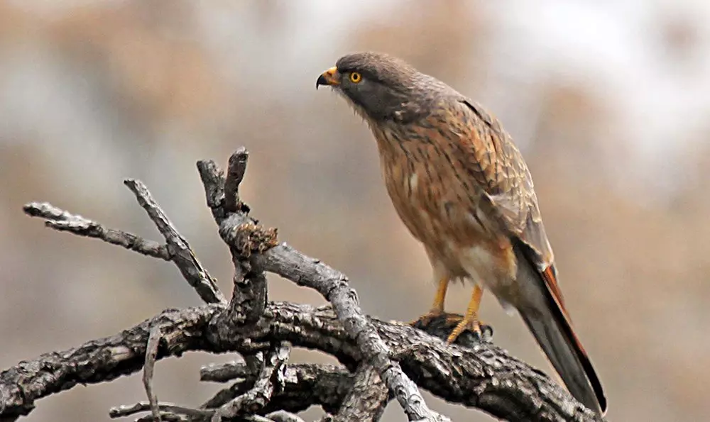 Buzzards walang langsung menehi panganan khusus kanggo serangga sing urip ing grumbul suket.