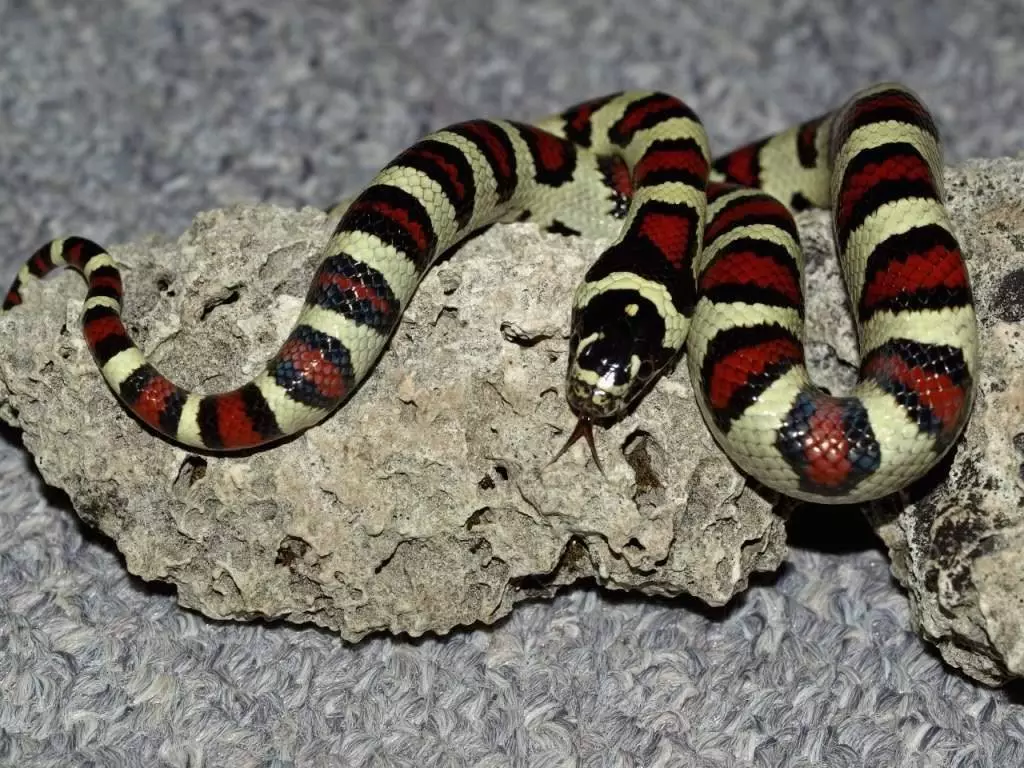 Mexikoko errege sugea (Lampropeltis mexicana).