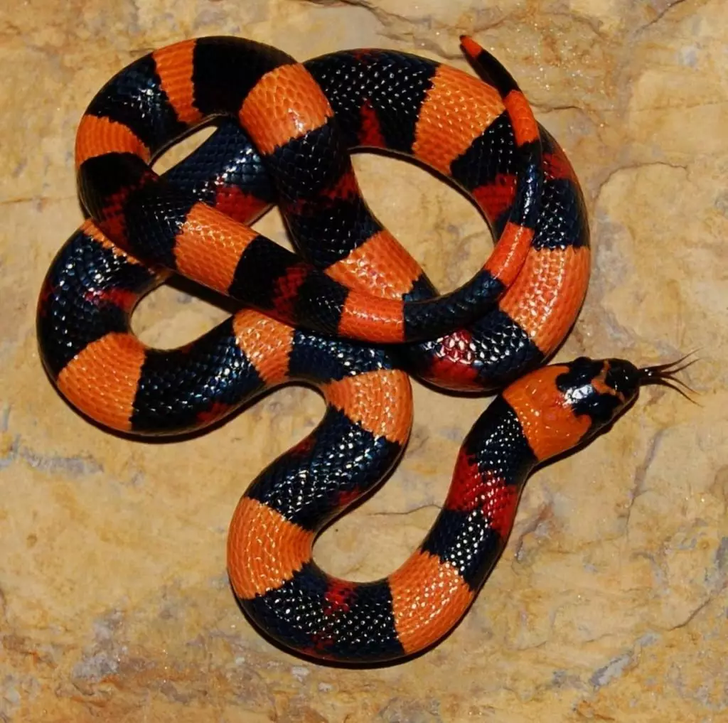 Les serpents royaux ont des écailles lisses et sont dominés par des combinaisons de rouge, noir et blanc.