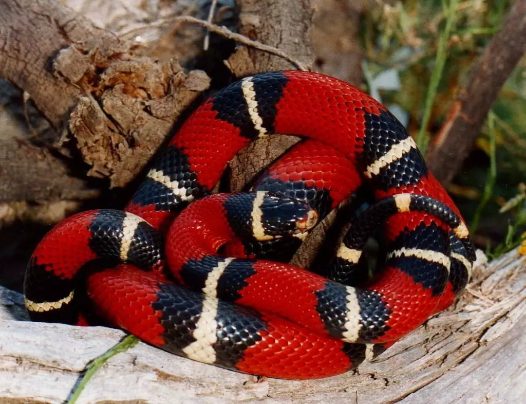 Les serpents de lait vivent dans les forêts de conifères, les forêts arbustives, les prairies, les semi-déserts, les côtes maritimes et les montagnes.