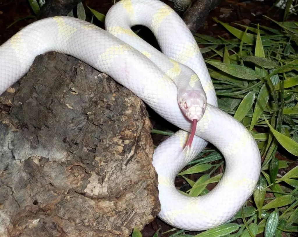 Albino kalifornijska kraljevska zmija.