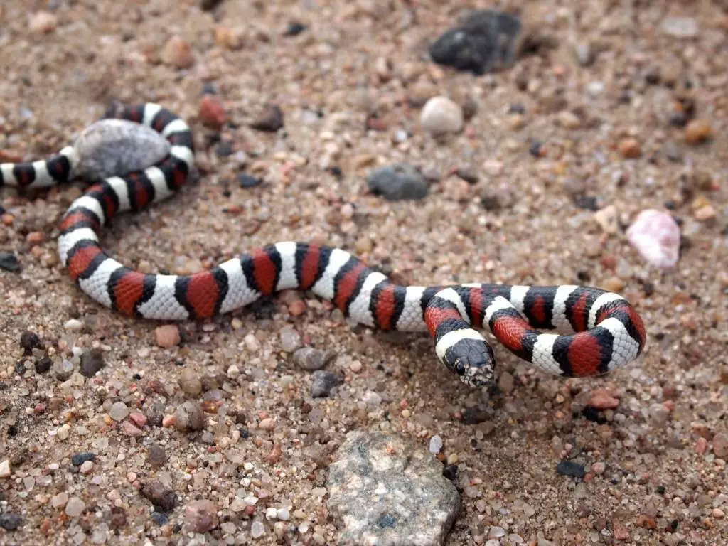 Certains serpents royaux ont une durée de vie allant jusqu'à 10 ans.