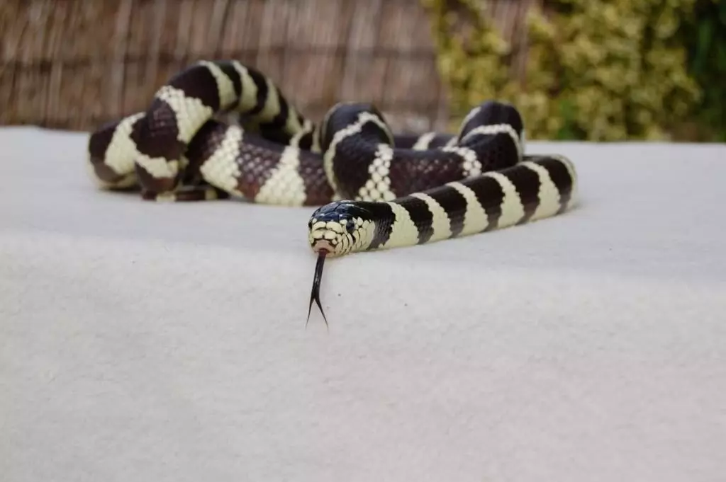 Les serpents royaux commencent à se reproduire peu après plusieurs mois d'hibernation.