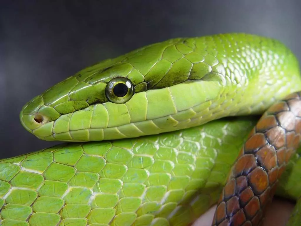 Црвенорепа змија (Гониосома окицепхалум).