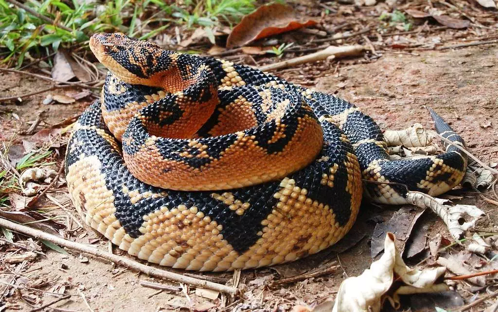 Ecco come appare una vipera del bushmaster.