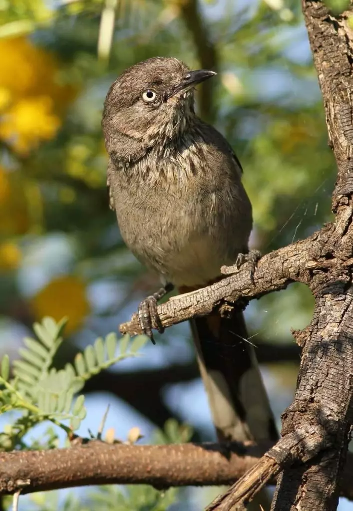 該物種雄性的鳴叫通常包含對其他鳥類聲音的模仿。