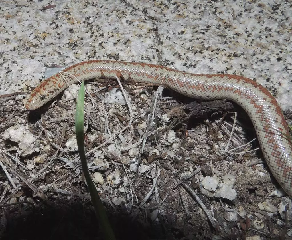 Kalifornijski boa constrictor (Charina trivirgata).