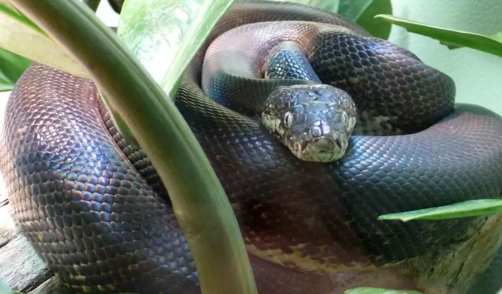 Savuan mvura python (Liasis mackloti savuensis).