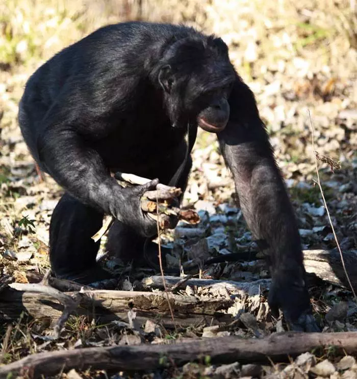 Gå til naturen? Tag en mesterklasse fra en chimpanse!