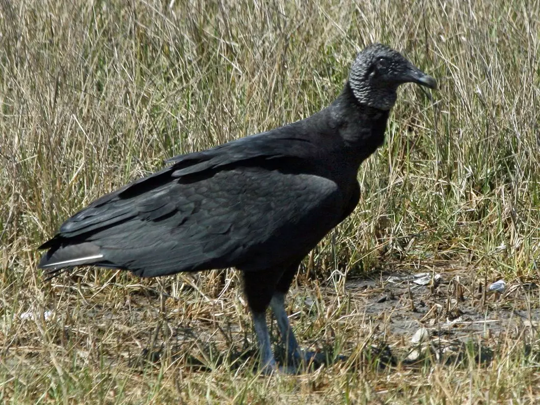 Catarta negra americana (Coragyps atratus)