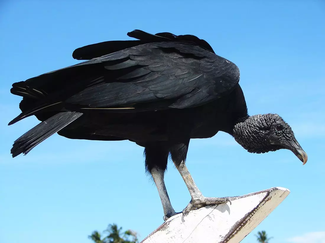 El plomatge és gairebé completament negre.