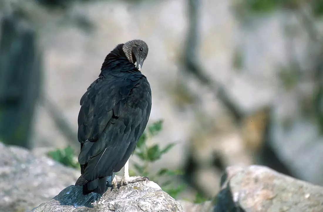 Selon la latitude, le vautour se trouve dans une grande variété d'habitats.