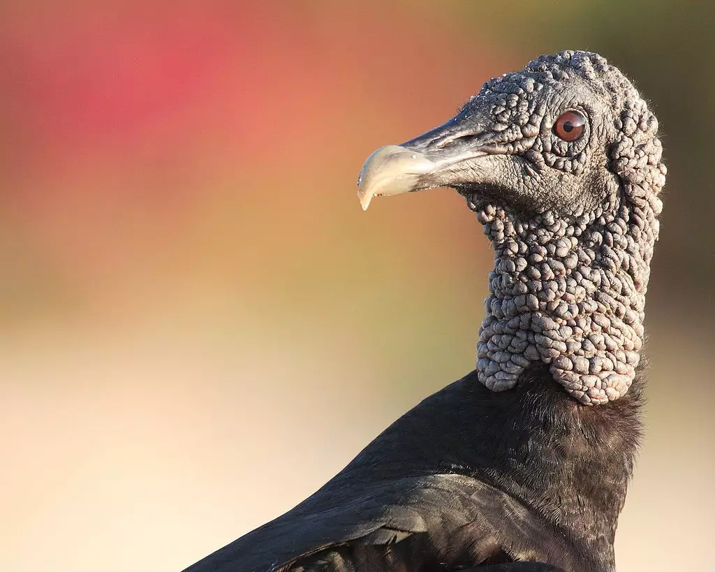 Les catharts noirs américains sont des oiseaux monogames.