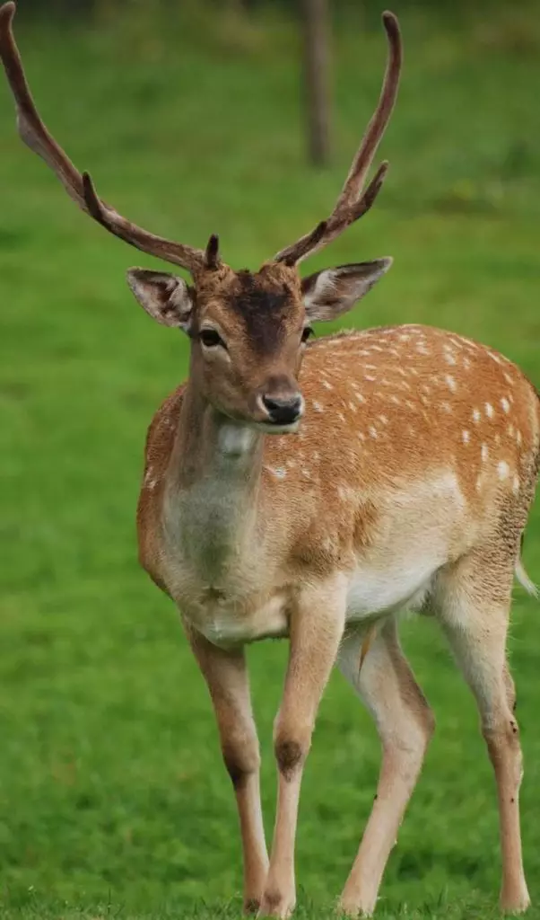 Europäischer Hirsch (Dama Dama).