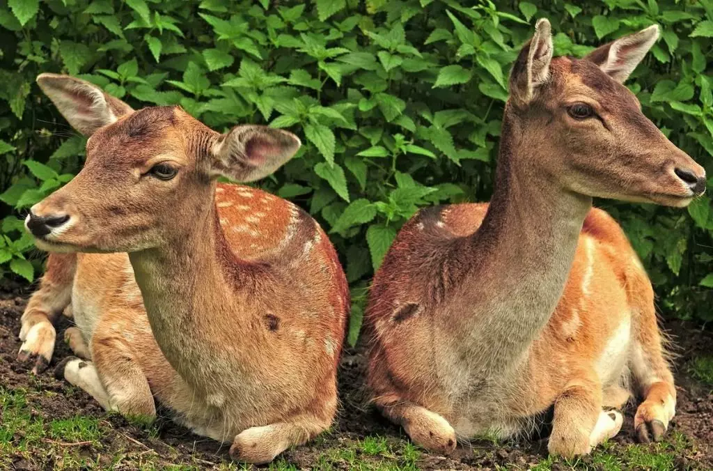 Der Damhirsch gilt seit langem als Symbol für Anmut, Geschwindigkeit und Anmut.