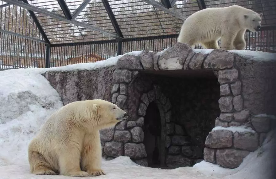 RoevRuchey動物園のホッキョクグマ。