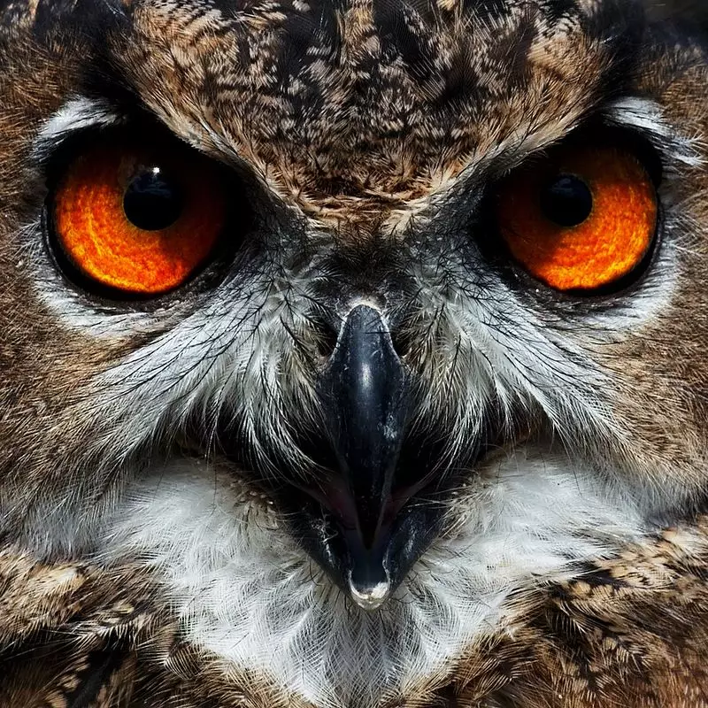 Owl sa agila nga Eurasian (Bubo bubo)