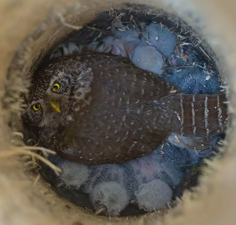 Kvinnlig Passerine Uggla (Glaucidium passerinum) med kycklingar i en artificiell häckningsplats