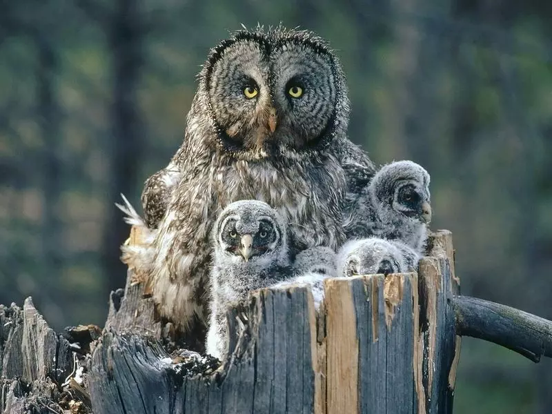 Héjo Gray Owl (Strix nebulosa) sareng anak hayam