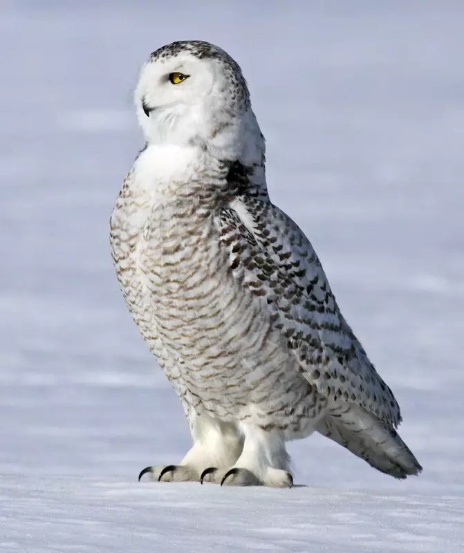 Ulchabhán óg bán le streaks dubha, is sine a éiríonn na héin seo, is géire a pluim. Tá daoine aonair níos sine bán-sneachta go hiomlán.