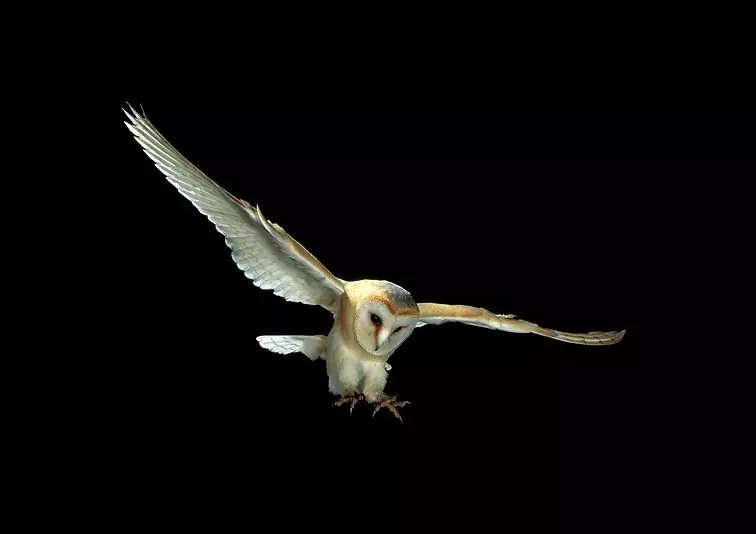 A coruja de celeiro comum (Tyto alba) difere de outras corujas em seu disco facial em forma de coração.