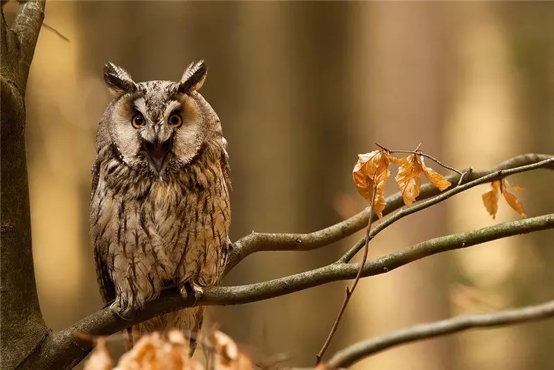 Långörda uggla (Asio otus)