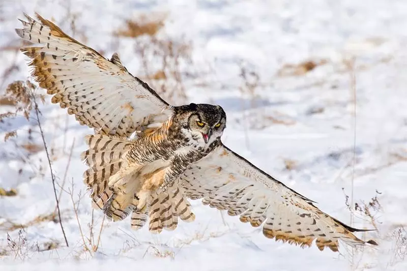 Owl ng agila sa Virginia (Strix virginiana)