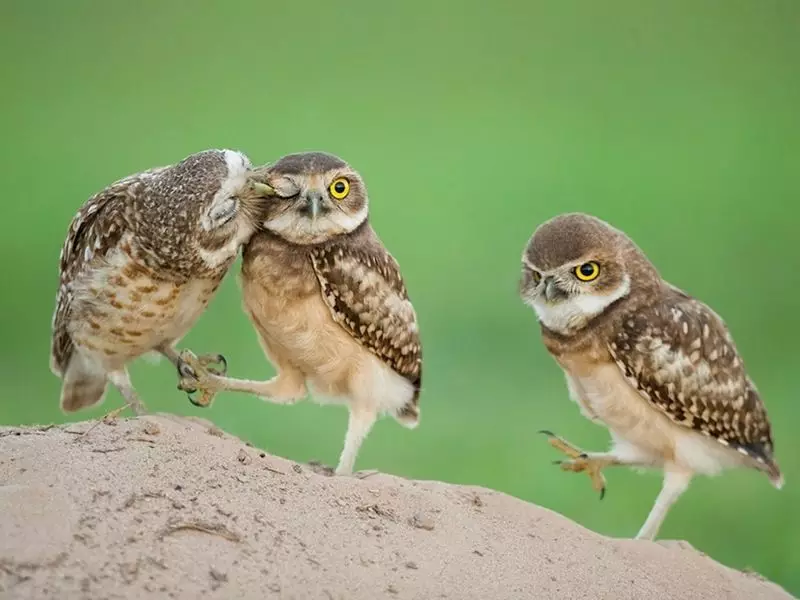 Terstrigoj (Athene cunicularia) vivas en ronĝulaj nestkavernoj