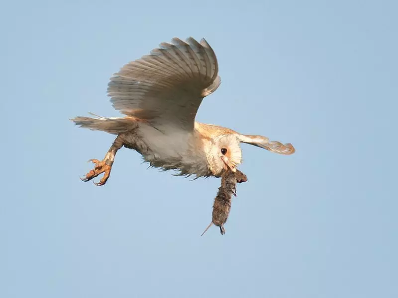 ಕೊಟ್ಟಿಗೆಯ ಗೂಬೆ ಇಲಿಯನ್ನು ಹಿಡಿಯಿತು